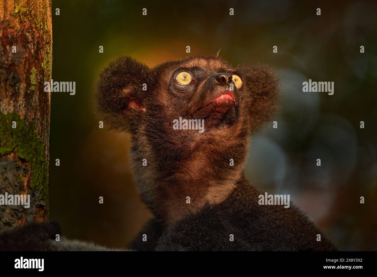 Wildlife Madagascar, indri monkey portrait, Madagascar endemic. Lemur ...