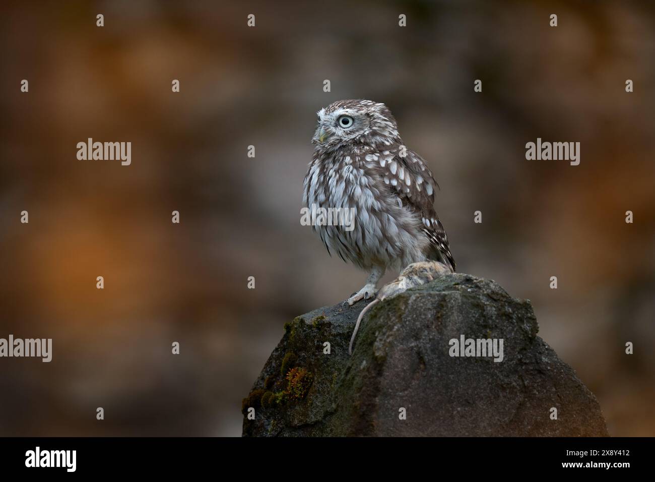 Romania bird wildlife. Little Owl, Athene noctua, bird in old roof tile ...