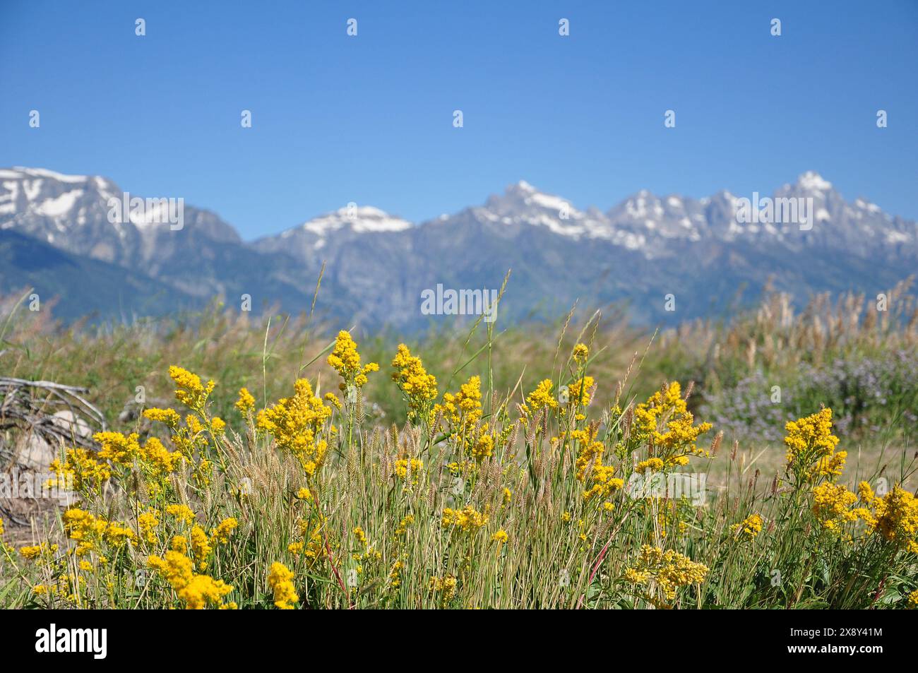 Landscape of the Alps in summer with flowers in bloom. Austria, Europe ...