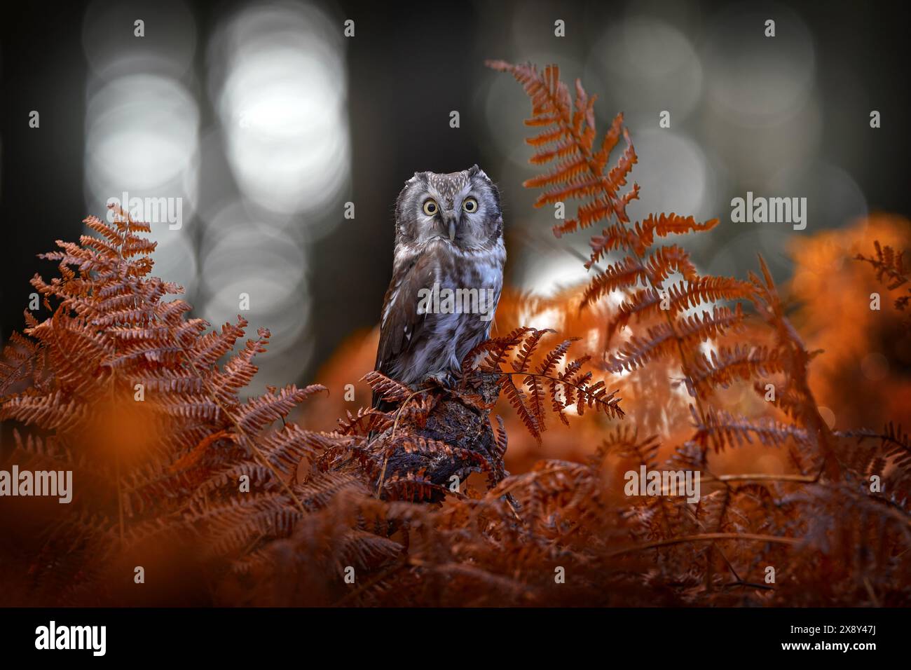 Autumn nature, owl in orange fern growth. Fall forest wildlife. Owl ...