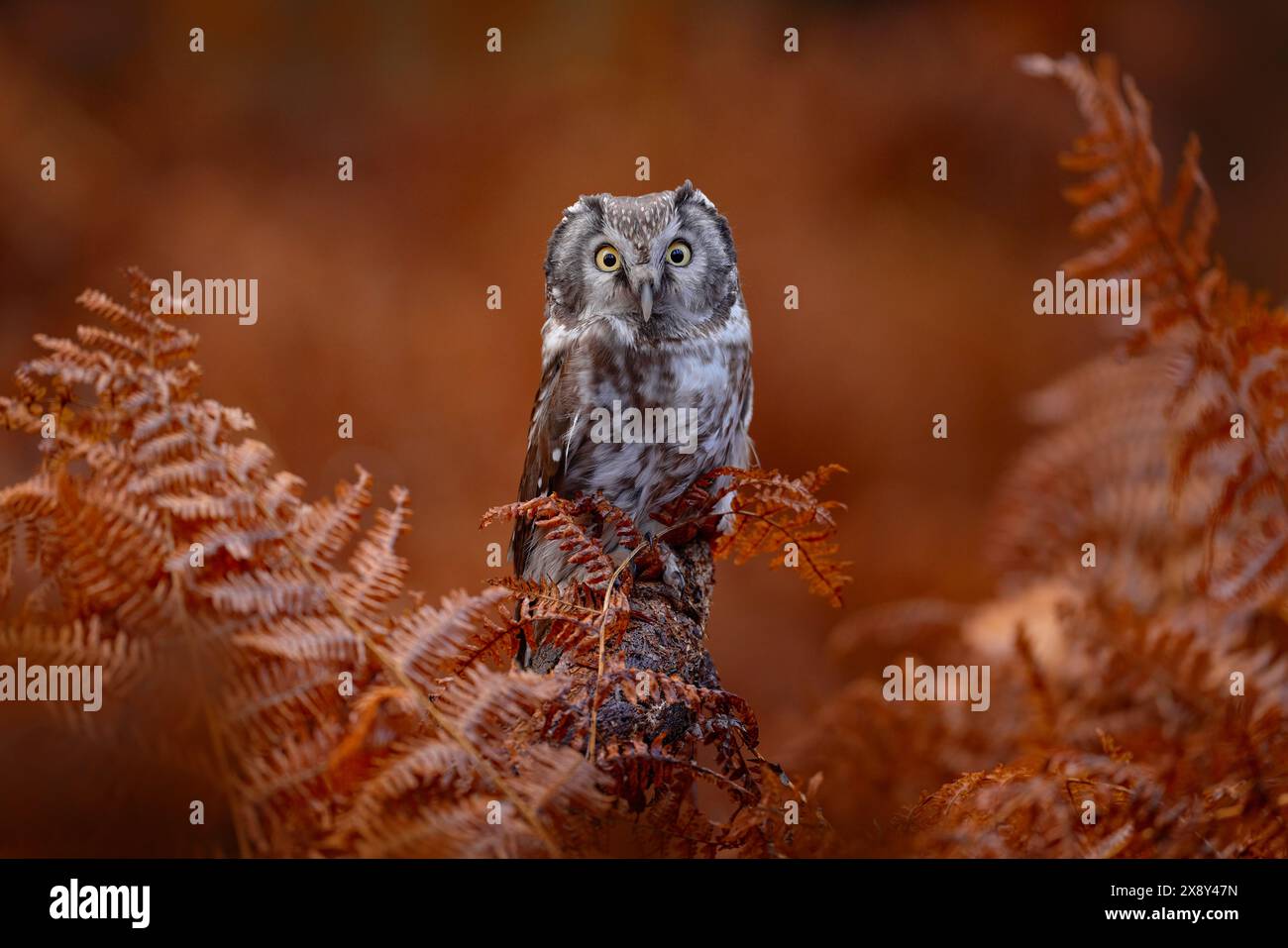 Nature autumn, owl in orange fern growth. Fall forest wildlife. Owl ...