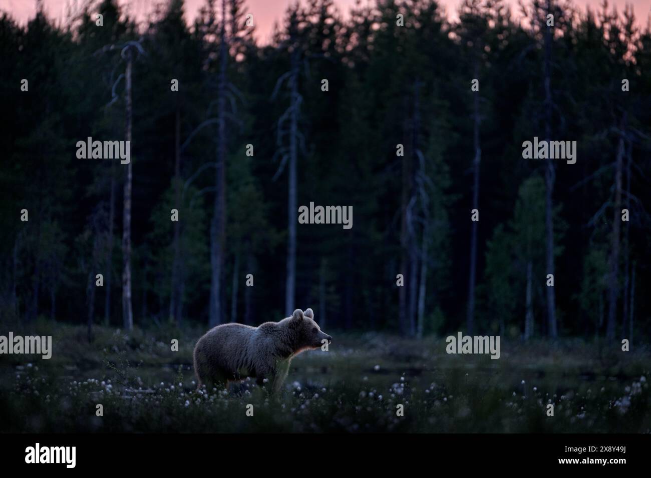 Night in taiga Bear hidden in yellow forest. Autumn trees with bear ...