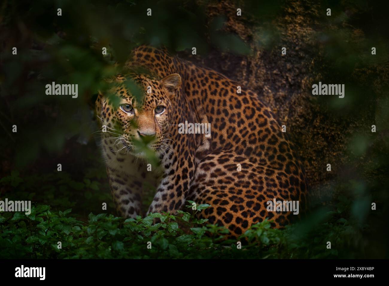 Javan leopard, Panthera pardus melas, hidden in nature habitat, Java island in Indonesia, Asia ...
