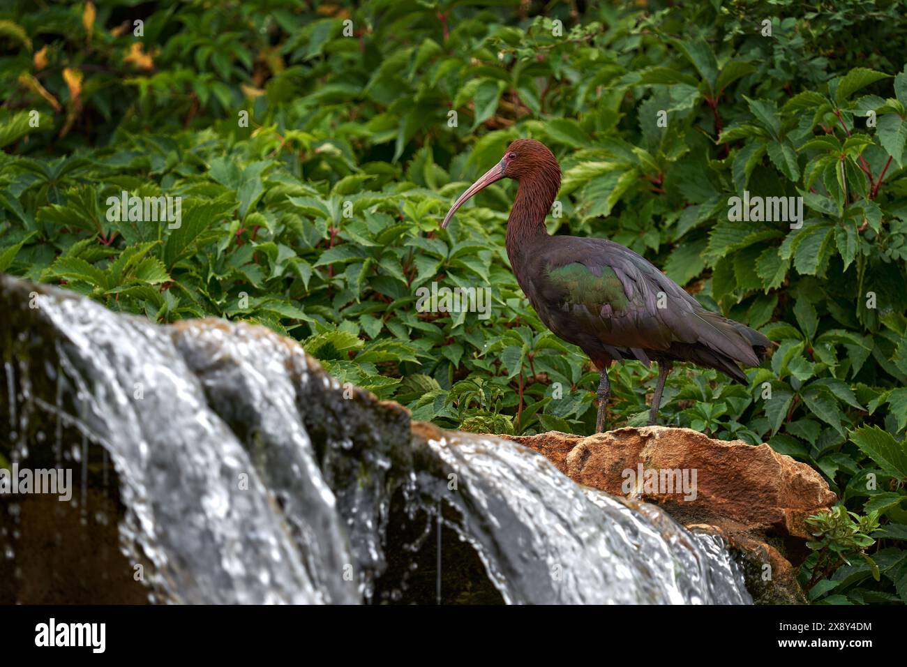 Puna ibis, Plegadis ridgwayi, Bolivia in South America. Brown bird with ...