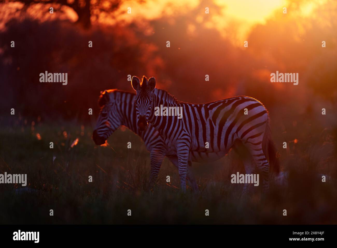 Wildlife, zebra sunset. Bloom flower grass with morning backlight on ...