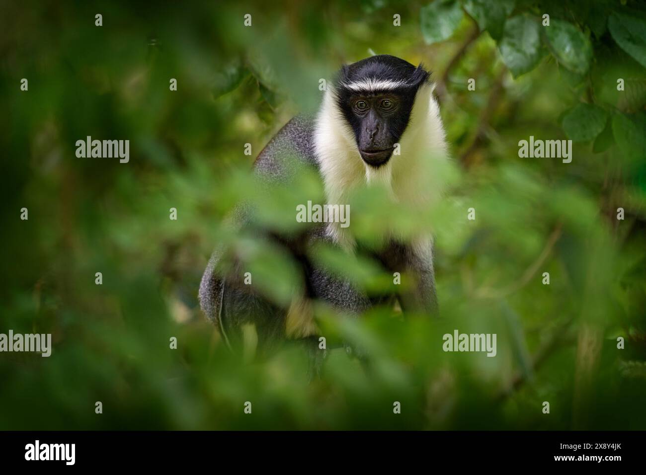 Roloway guenon, Cercopithecus roloway, Ivory Coast, Ghana Stock Photo ...