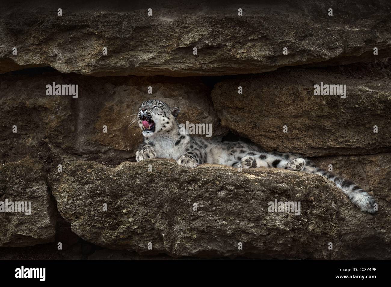 Snow leopard with open muzzle mouth with teeth, sitting in the nature ...