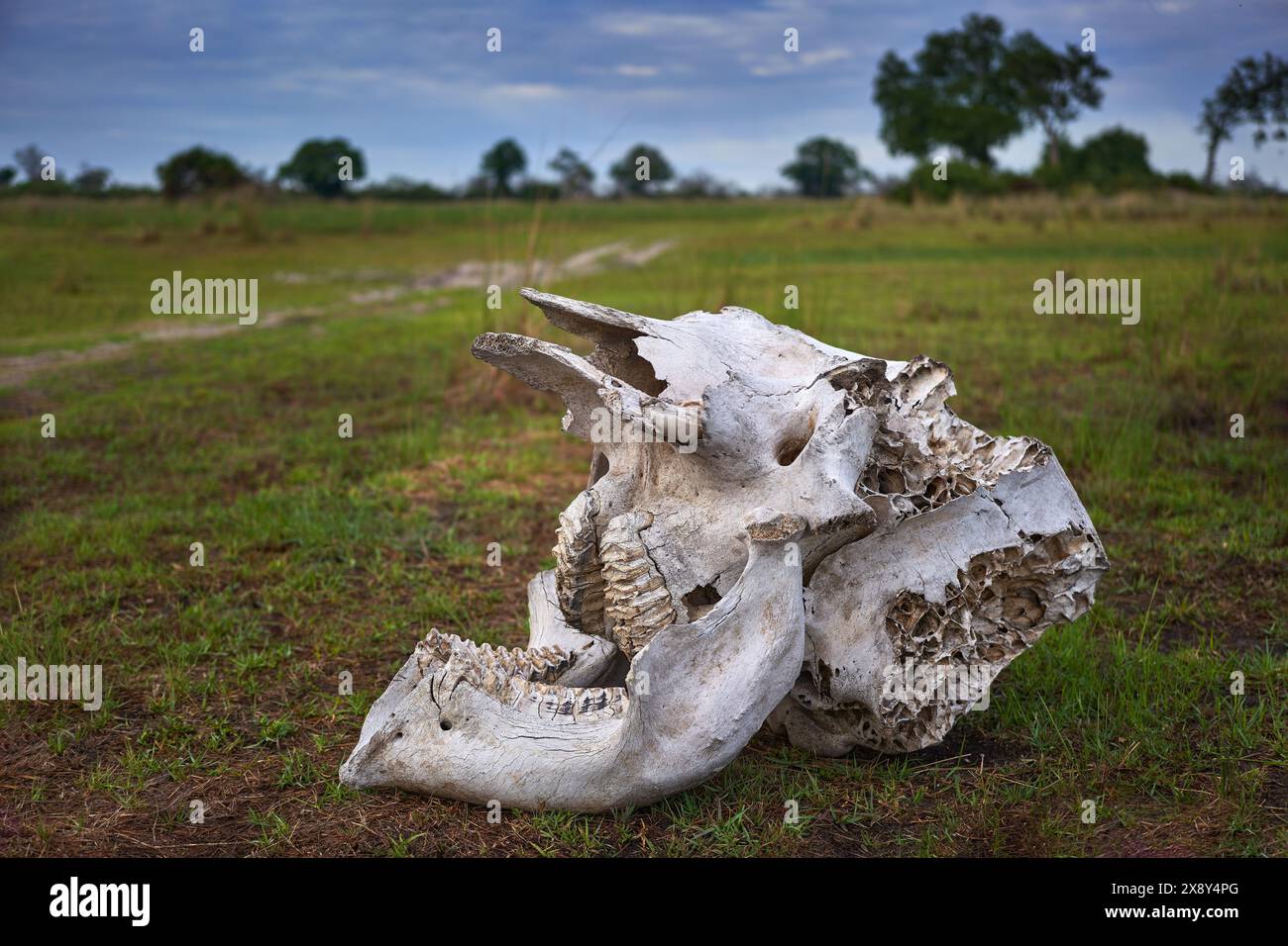 Bone skeleton of elephant head, in the savannah, Okavango delta ...