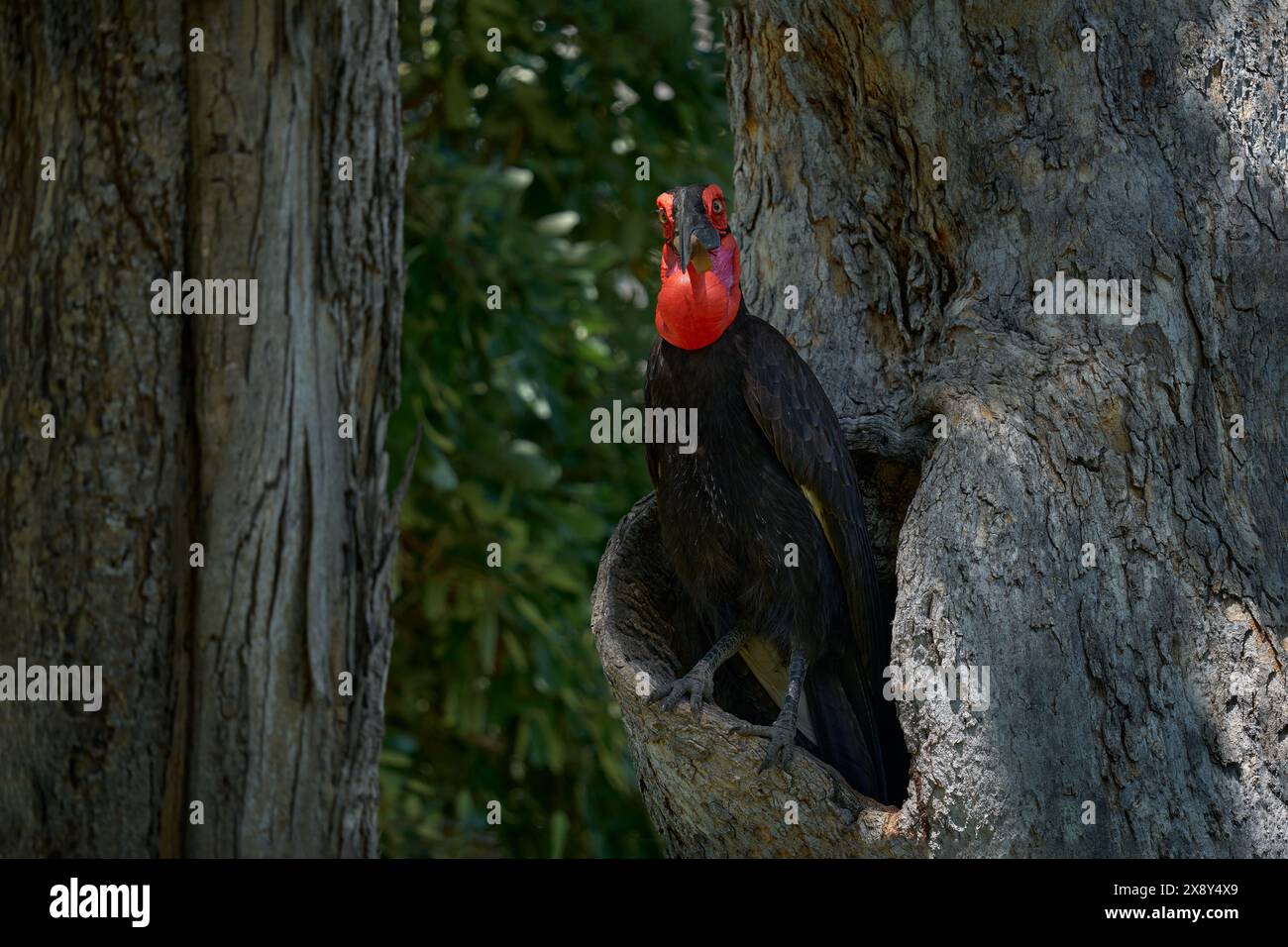 hornbill tree nest, dark forest, Moremi in Botswana. Bland and red ...
