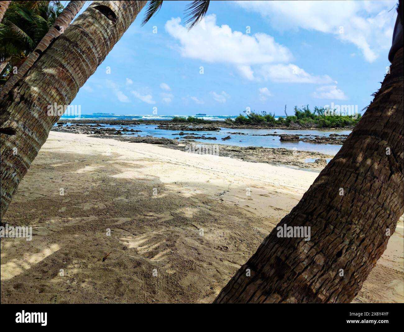 Line of coconut trees in a beautiful beach in Surigao, Philippines ...