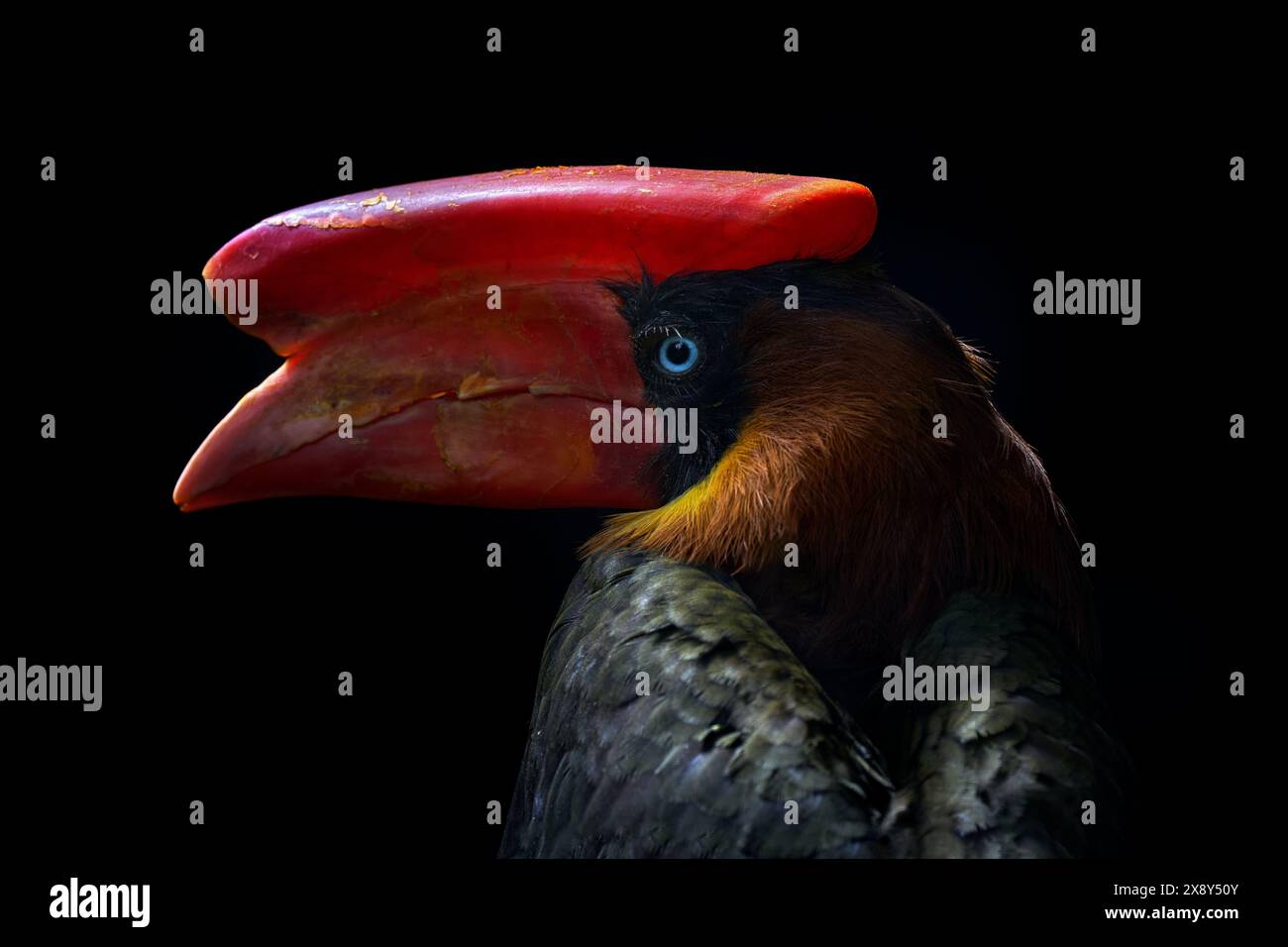 Tropic nature. Red bill hornbill detail portrait. Northern rufous ...
