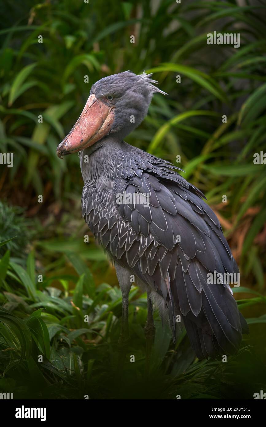 Portrait of big beak bird Shoebill, Balaeniceps rex, strange bird from Congo in Africa. Wildlife ...
