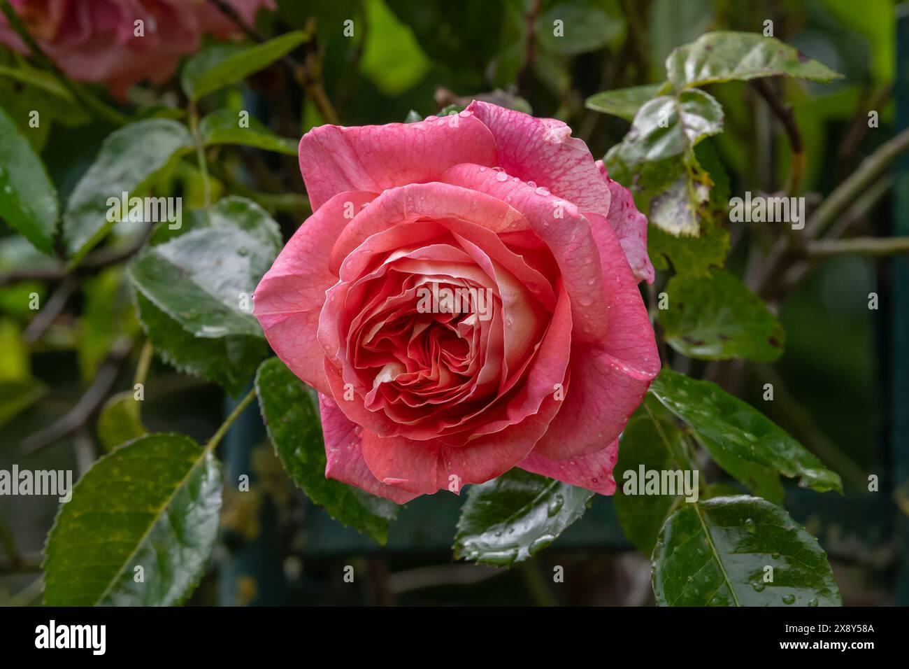 Nancy, France - View on a pink flower of a rosa 'Sommersonne' in a ...