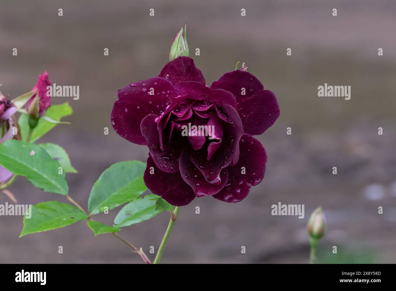 Nancy, France - View on a burgundy flower of a rosa in a botanical ...