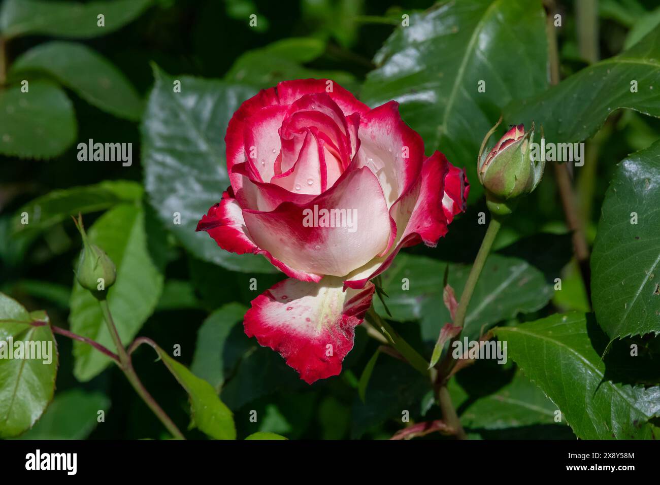 Nancy, France - View on a pink and white flower of a rosa 'Jubilé du ...