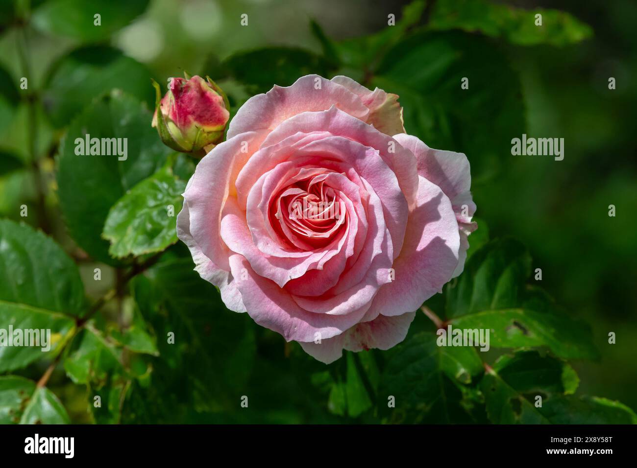 Nancy, France - View on a pink flower of a rosa 'César' in a botanical ...