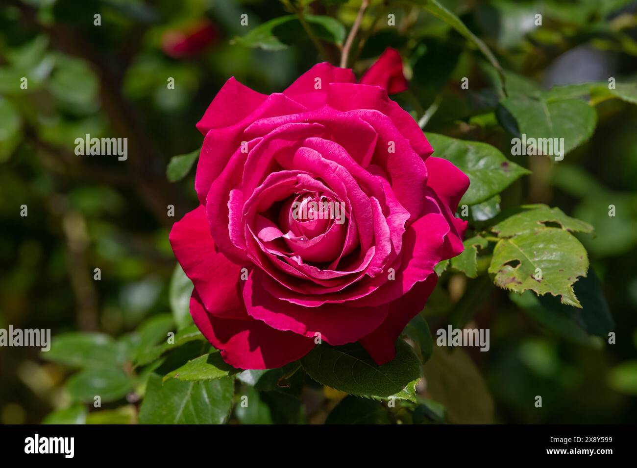 Nancy, France - View on a pink flower of a rosa 'Baronne de Rothschild ...