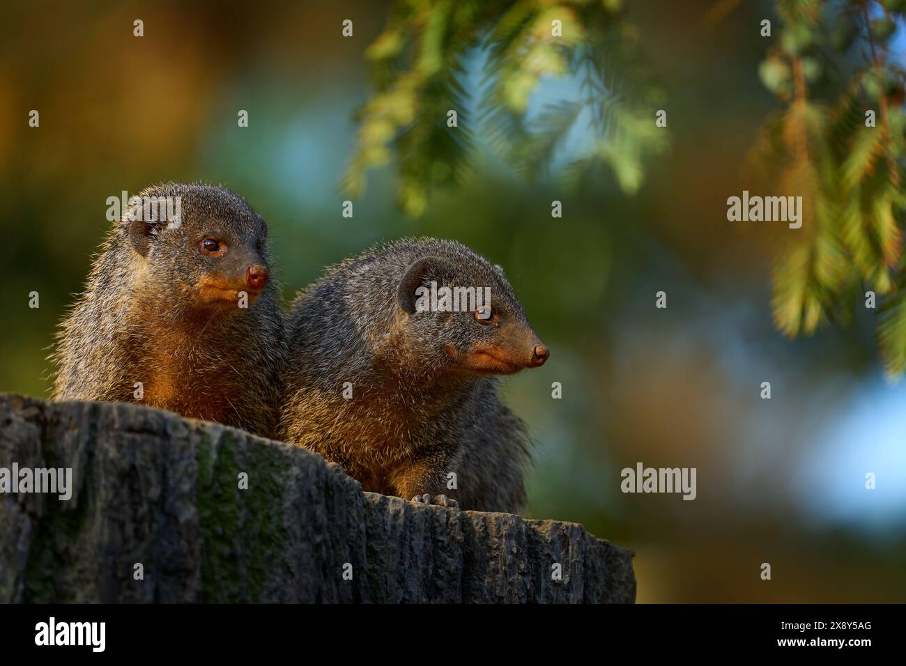 Banded mongoose, Mungos mungo, sitting tree trunk green vegetation ...