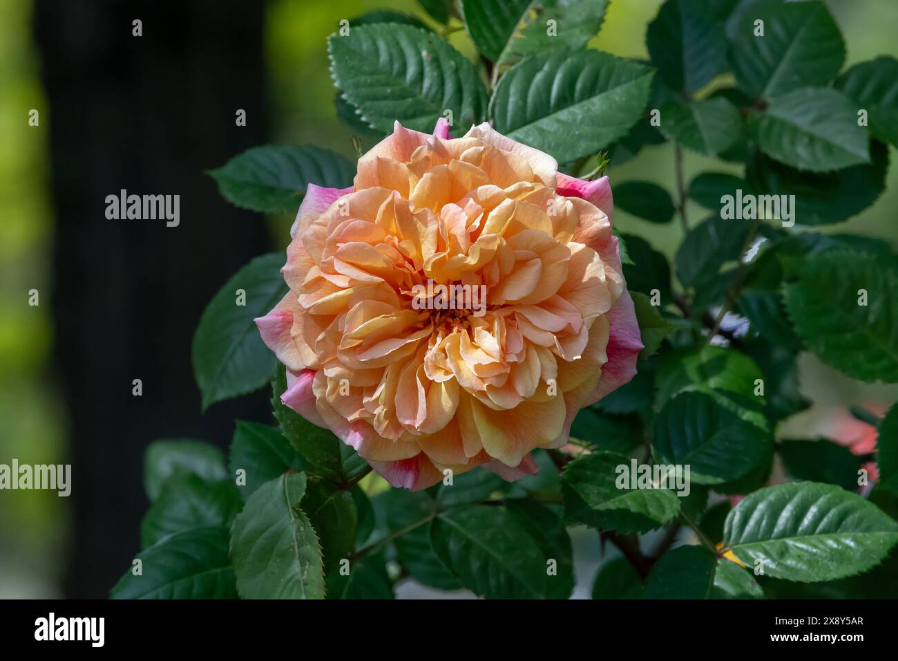 Nancy, France - View on an orange and pink flower of a rosa 'Aloha' in ...