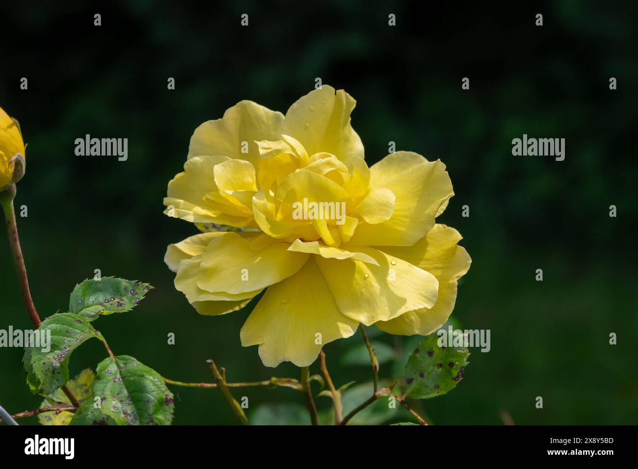 Golden showers hi-res stock photography and images - Alamy