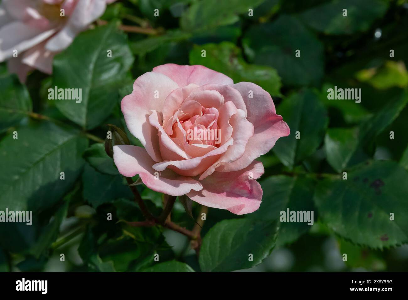 Nancy, France - View on a pink flower of a rosa 'Rosa fandango' in a ...