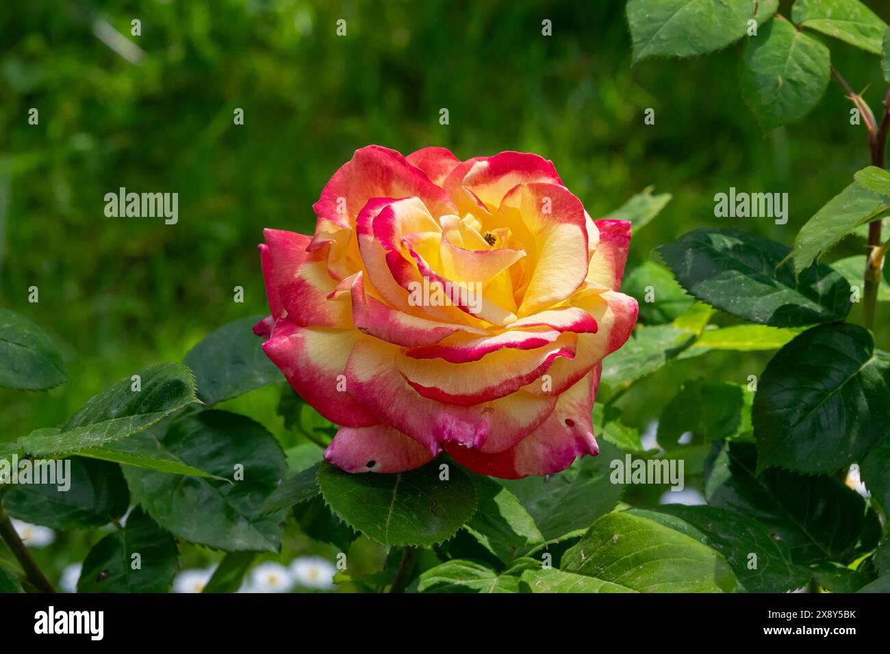Nancy, France - View on a yellow and red flower of a rosa 'Pullman ...