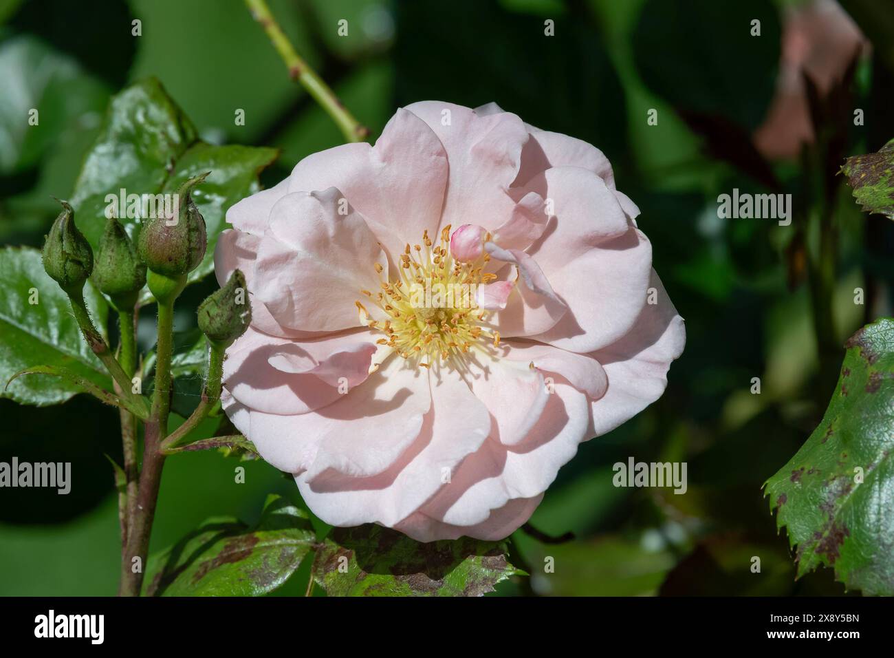 Nancy, France - View on a pink flower of a rosa 'Lady Waterlow' in a ...