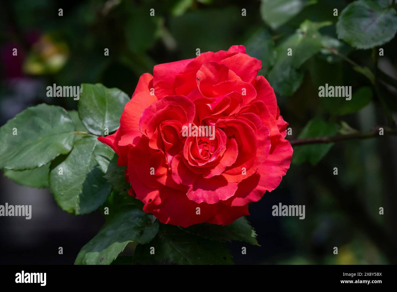 Nancy, France - View on a red flower of a rosa 'Dee Dee Bridgewater' in ...