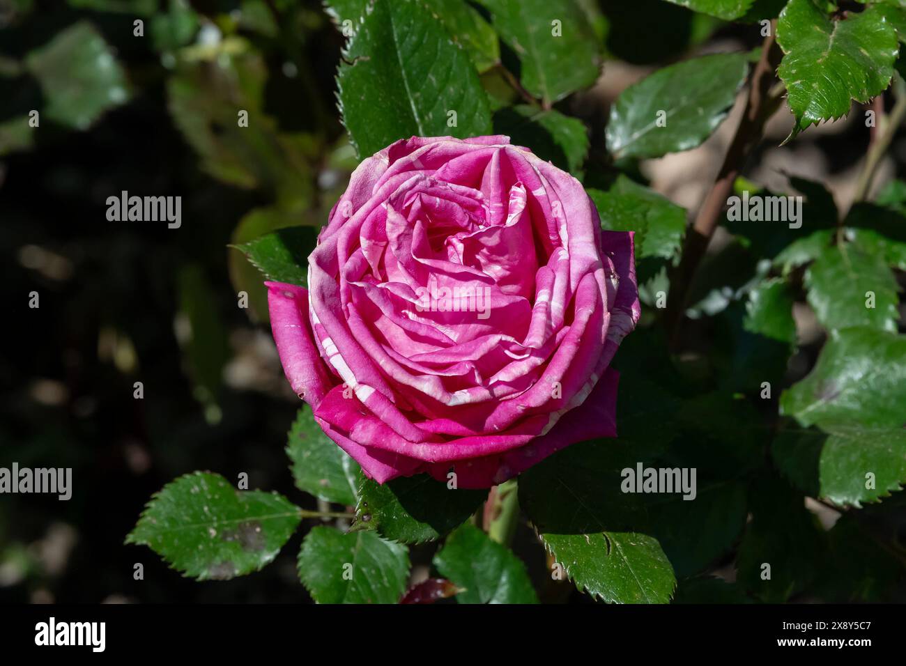 Roses rosa x hi-res stock photography and images - Alamy