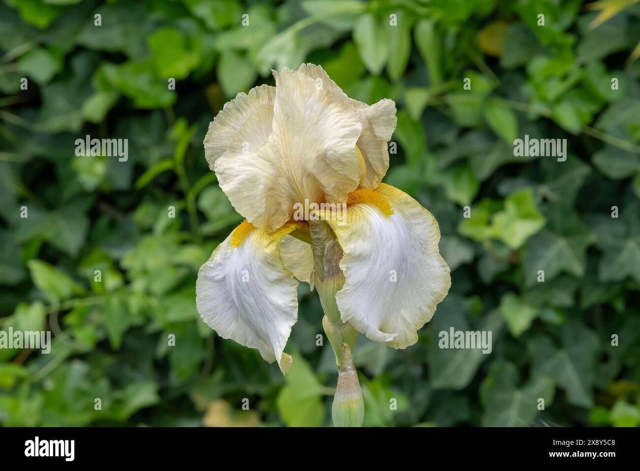 Nancy, France - View on a white and beige flower of Iris in a botanical ...