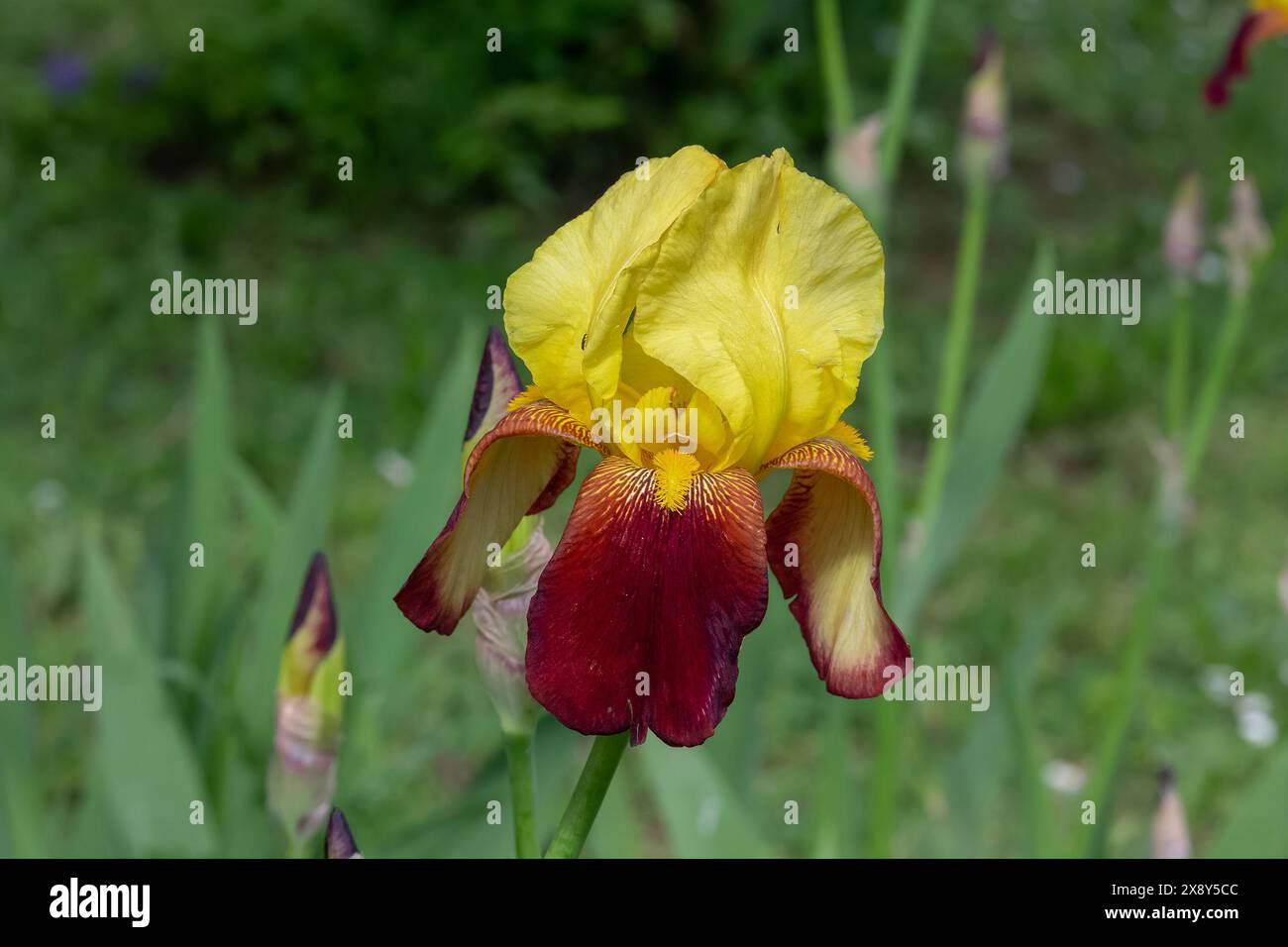 Nancy, France - View on a yellow and burgundy flower of Iris in a ...
