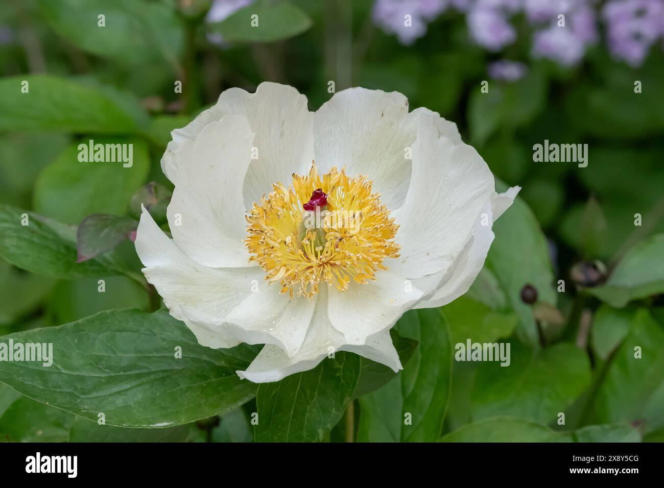 Nancy, France - View on a white flower of Peony in a botanical garden ...