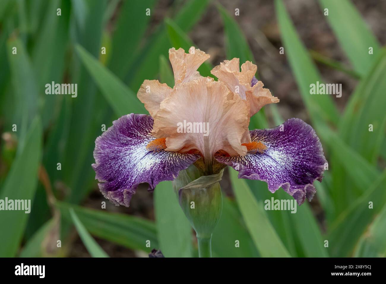 Nancy, France - View on a purple and salmon flower of Iris 'Flying ...
