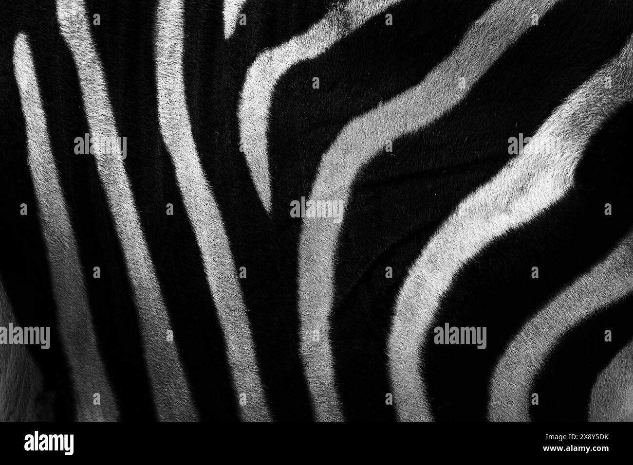 Zebra close-up detail of fur coat, Art view on African nature. Wildlife ...