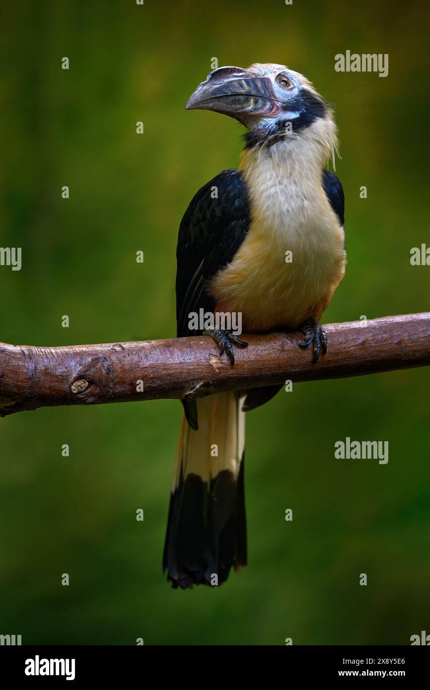 Visayan hornbill, Penelopides panini. big beak bird in rainforests ...