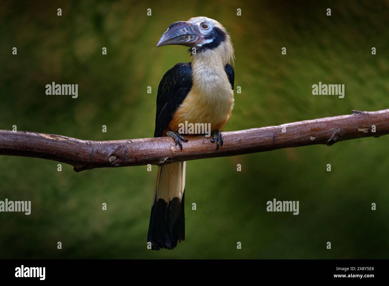 Visayan hornbill, Penelopides panini. Big beak bird in rainforests ...