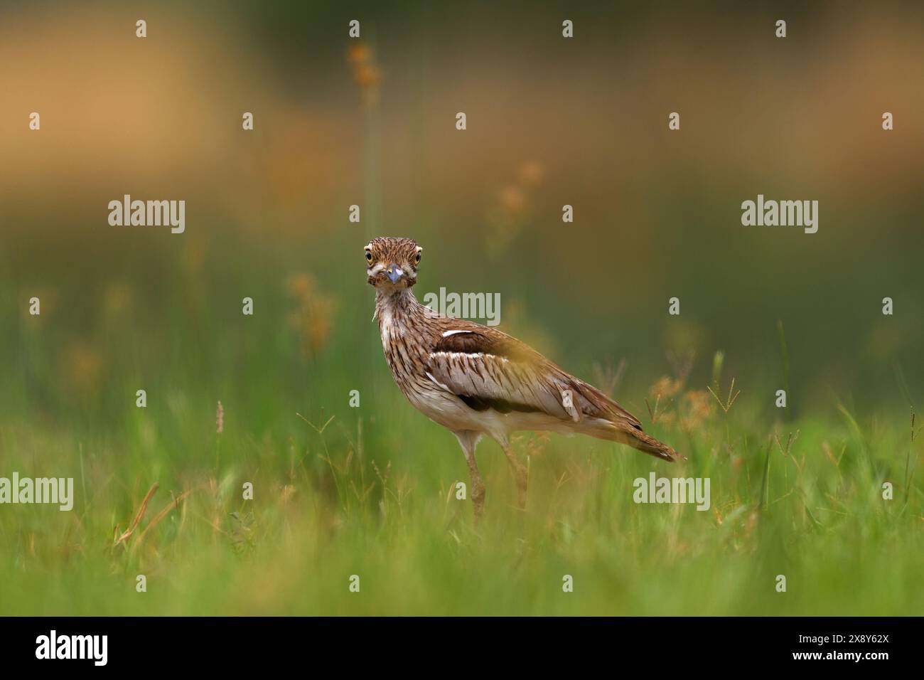 Water Dikkop, Burhinus vermiculatus,bird in the green grass, Okavango delta in Botswana, Africa ...