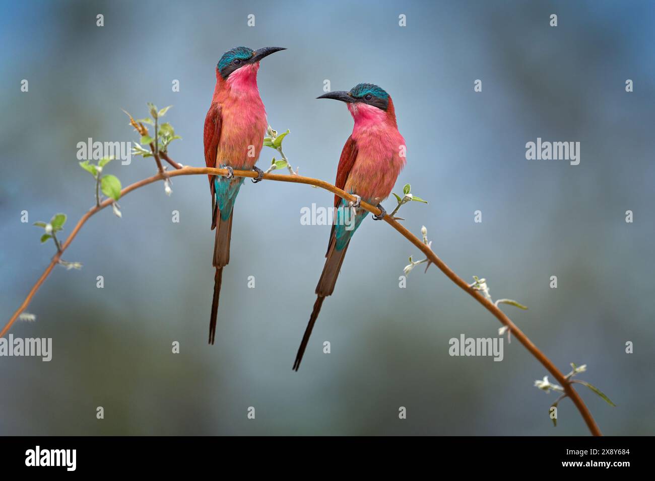 Carmine Bee-eater, Merops nubicoides, Okavango delta, Botswana in ...