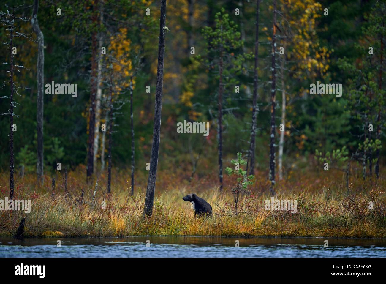 Finland wildlife. Wolverine in autumn forest lake habitat. Animal ...