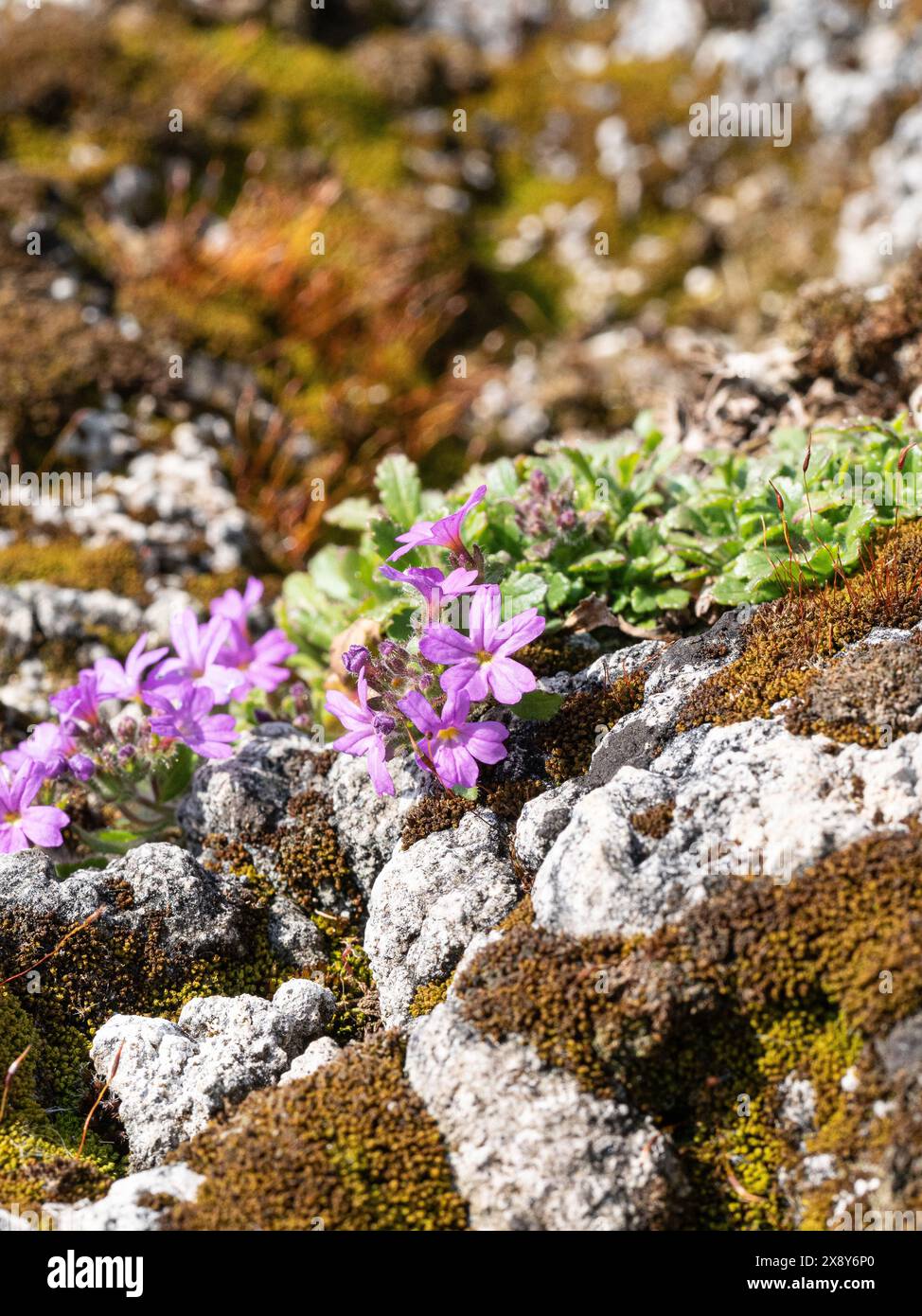 Plants of the alpine Erinus alpinus growing and flowering on tufa rock ...