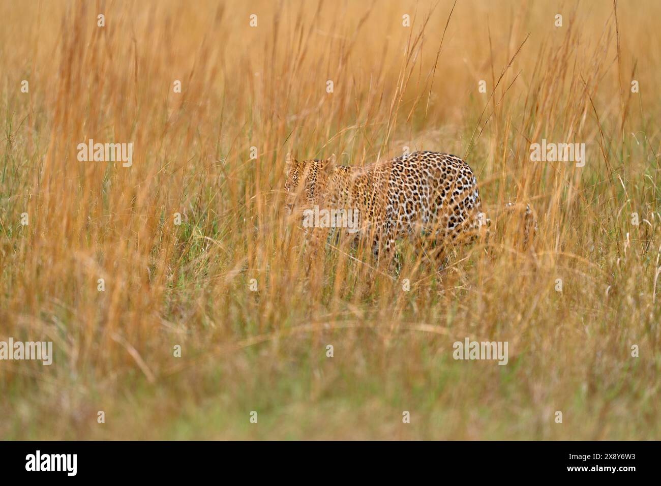 Africa wildlife. Find the Leopard in grass, Panthera pardus shortidgei ...