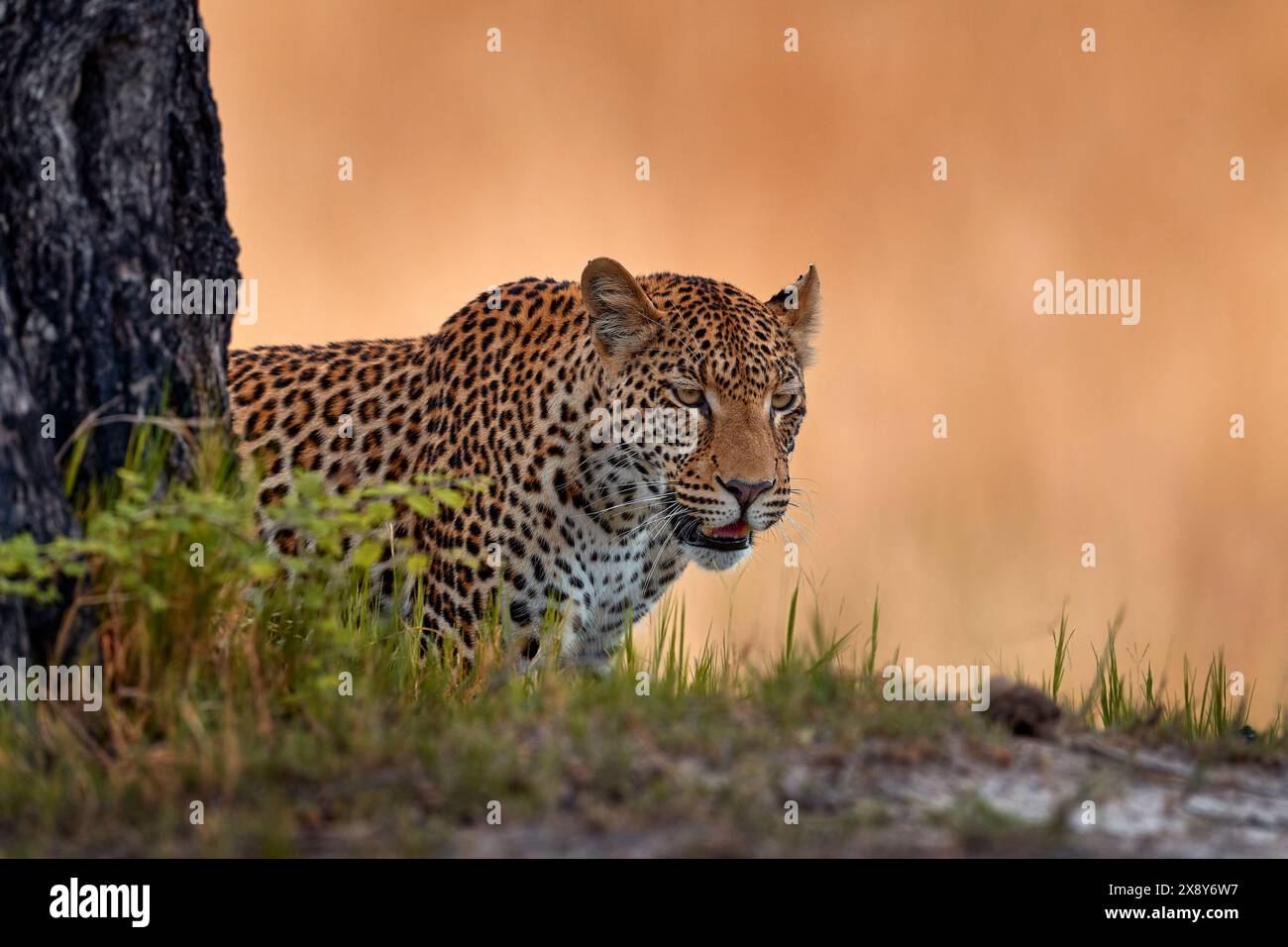 Africa wildlife. Leopard, Panthera pardus shortidgei, nature habitat ...