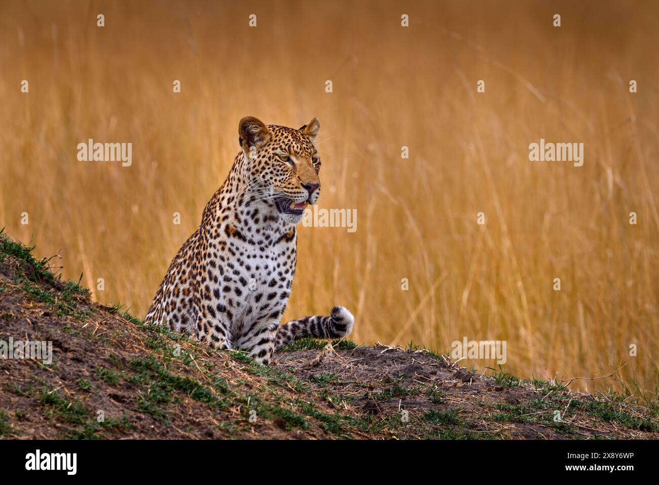Evening sunset with leopard, nature habitat in Okavango delta, Botswana ...
