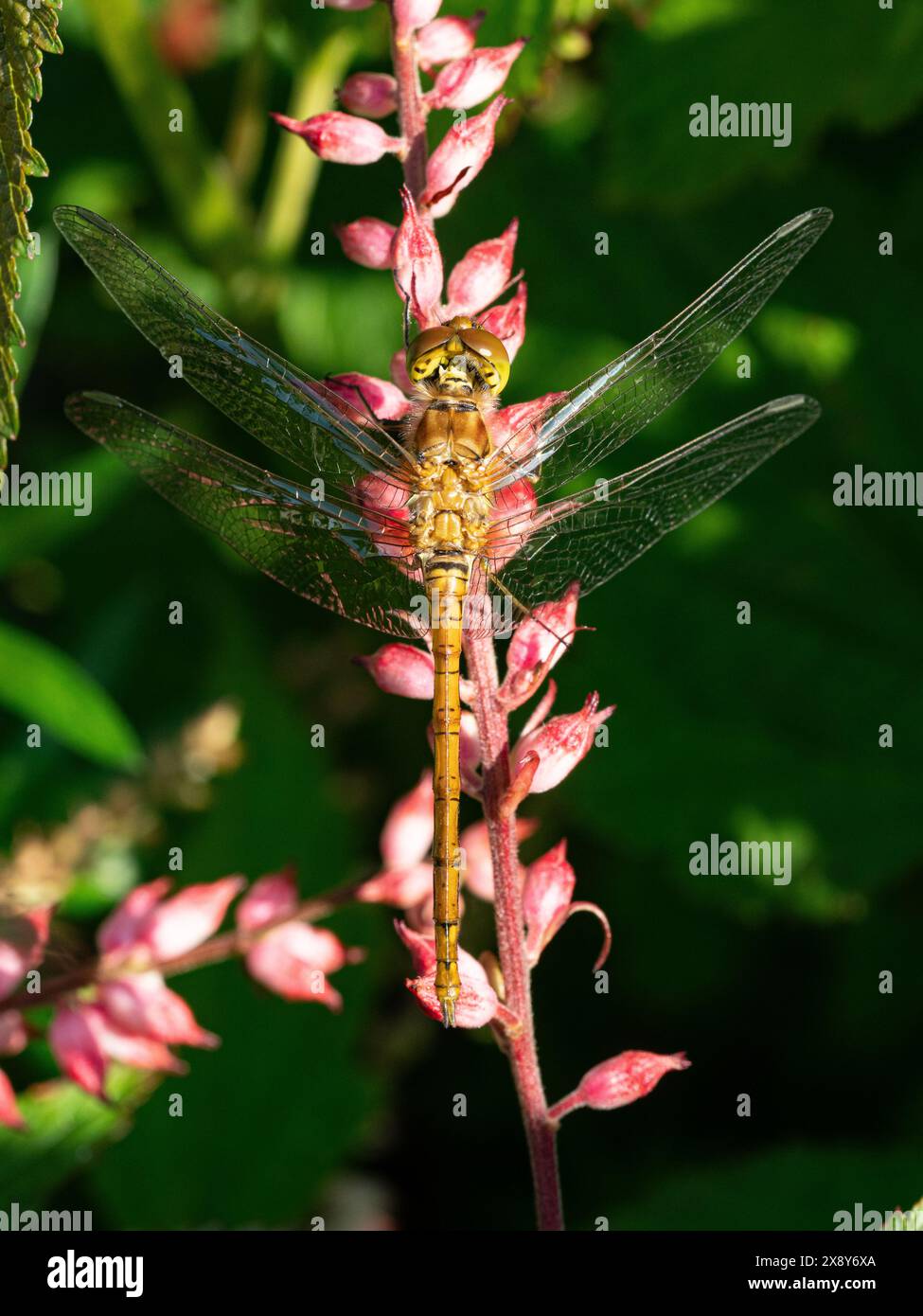A newly emerged Norfolk hawker dragonfly resting in the sun on a ...