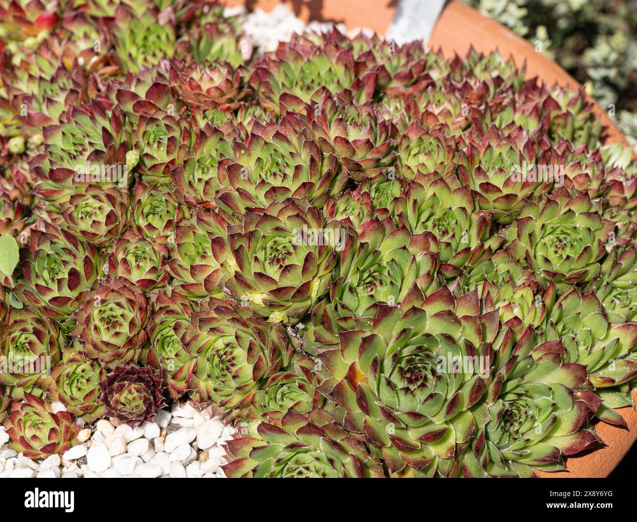 A well grown plant houseleek Sempervivum 'Blue Boy' filling a ...