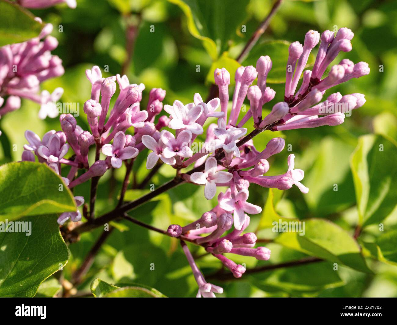 A spike of the pale lilac pink flowers of Syringa meyeri 'Palibin' the ...