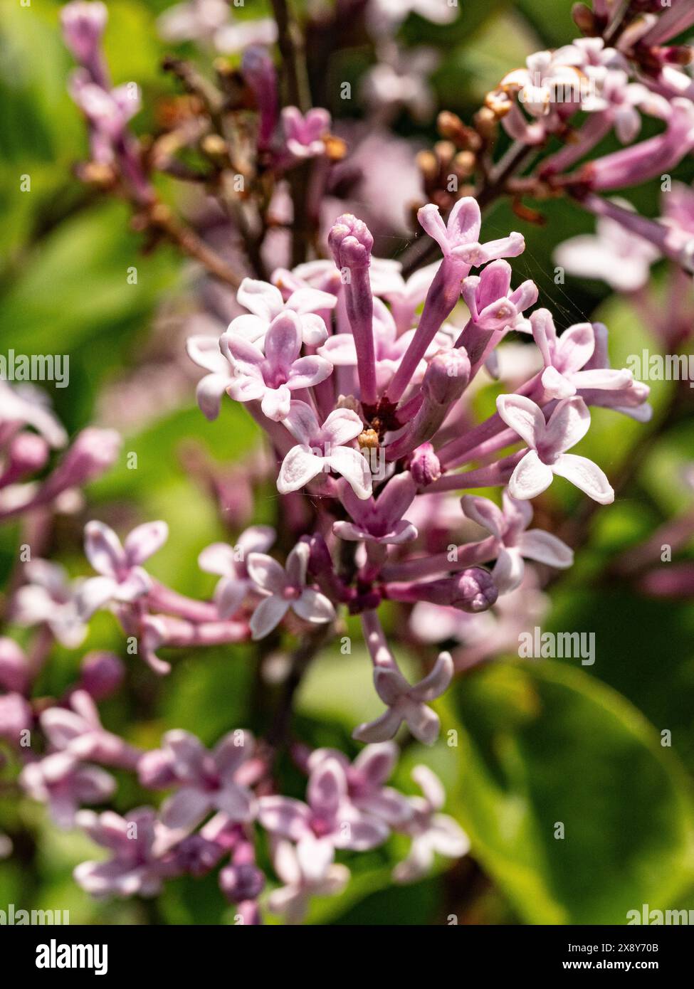 A spike of the pale lilac pink flowers of Syringa meyeri 'Palibin' the ...