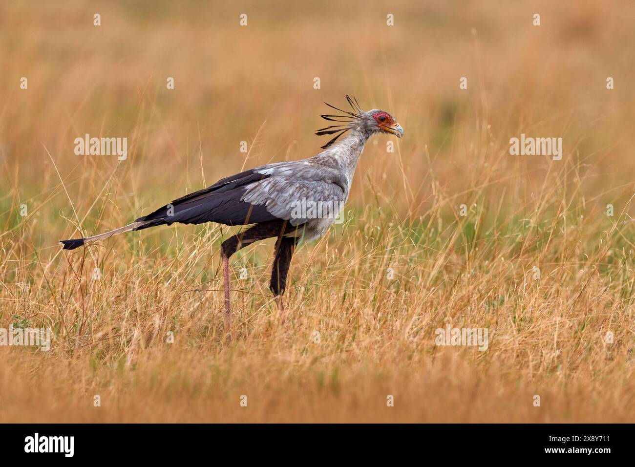 Secretary Bird, Sagittarius serpentarius, grey bird of prey with orange ...