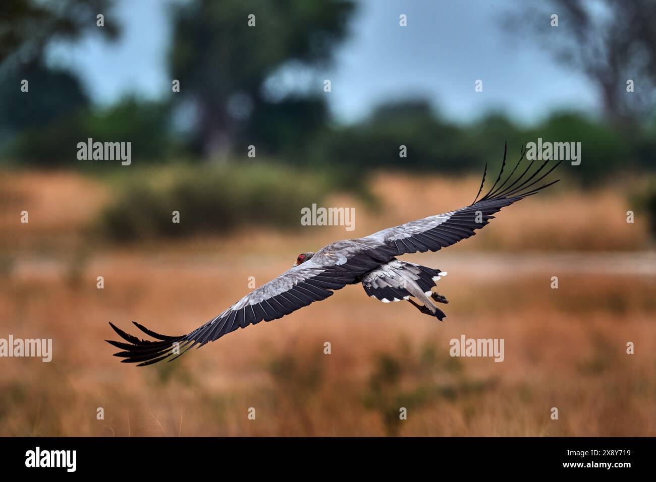 Secretary Bird fly, Sagittarius serpentarius, grey bird of prey flight ...