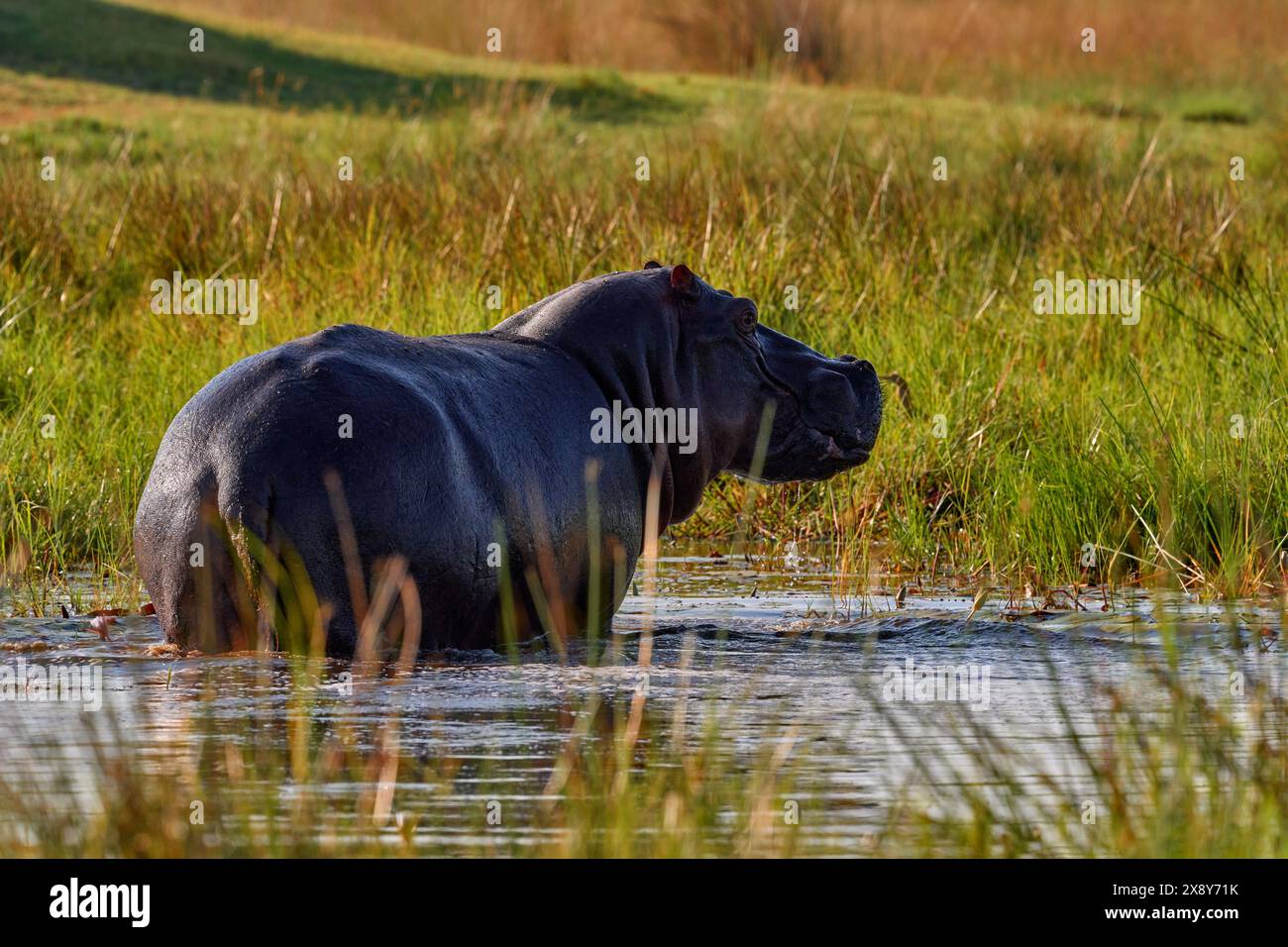 Africa, wildlife, Hippo i green grass, wet season, danger animal in the ...